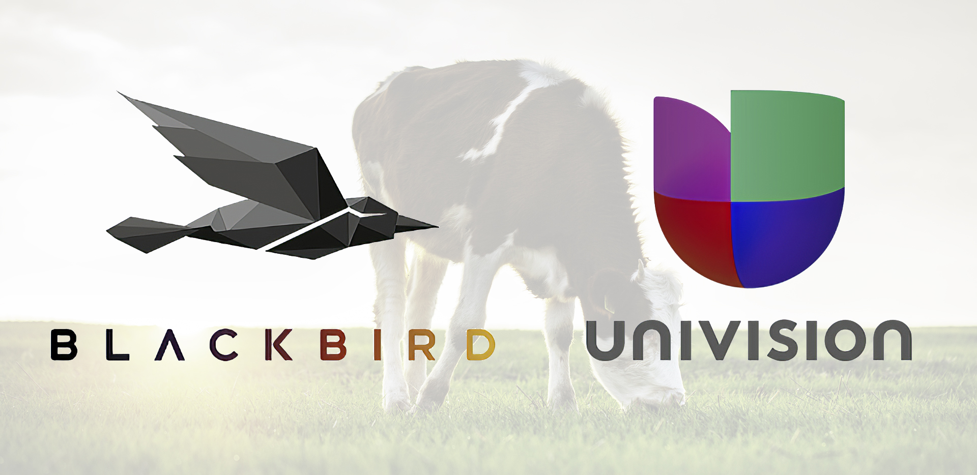 Blackbird partners with Univision to drive large-scale streaming video ...